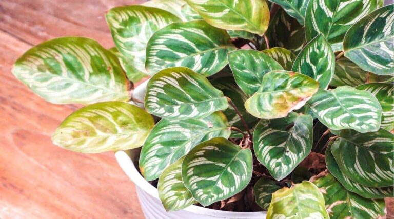 Common Happy Plant Issues and How to Troubleshoot Them
